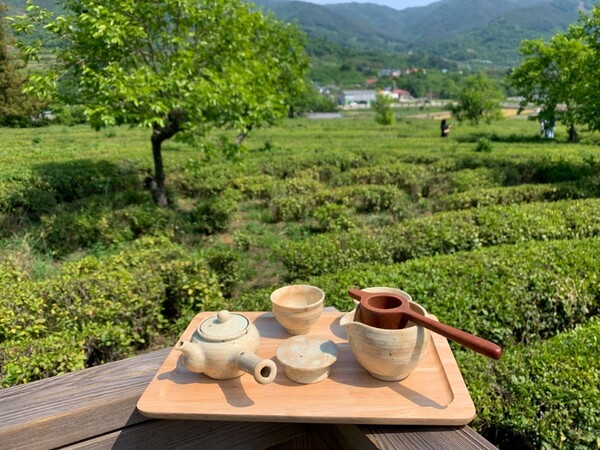 [Tour] WORLD TEA EXPO 2023 HADONG KOREA Opens in Hadong